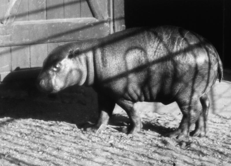 Dværg-flodhest | Det Danske Filminstitut
