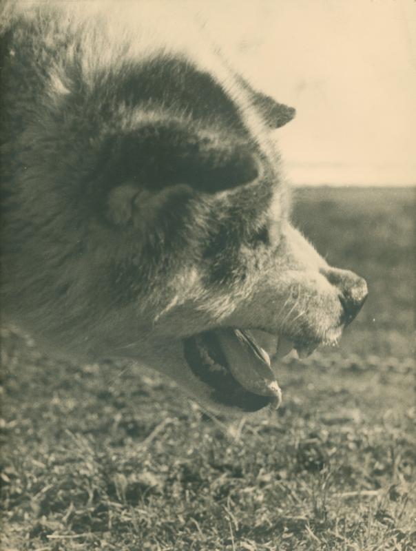 A journey in East Greenland with Leo Hansen | Danish Film Institute