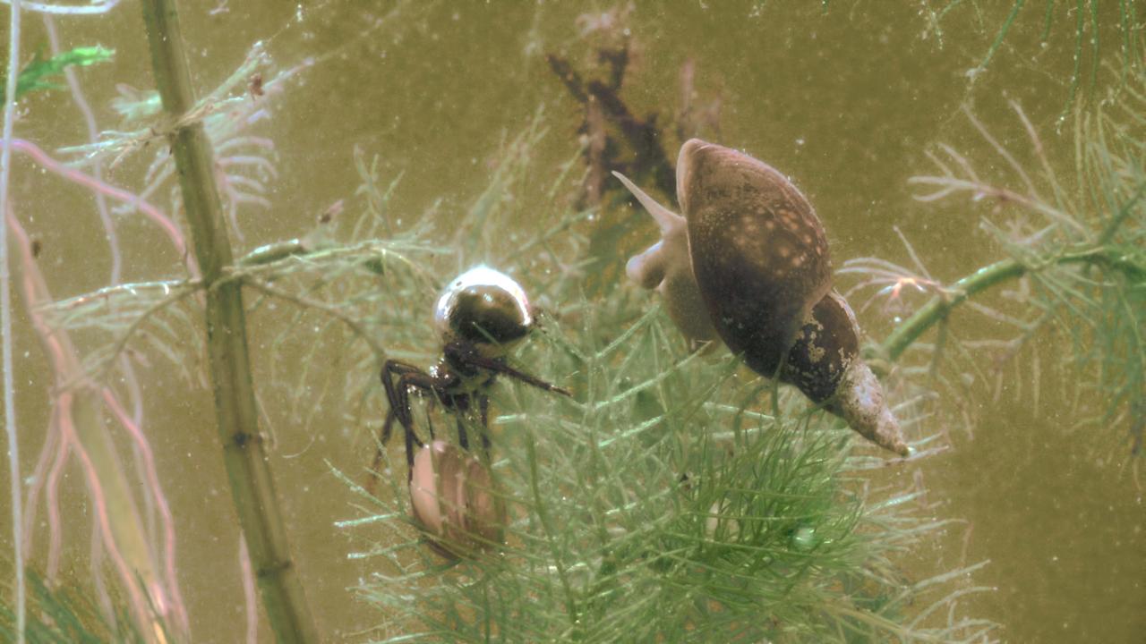 Edderskønne edderkopper 4 - Vandedderkoppen | Det Danske Filminstitut