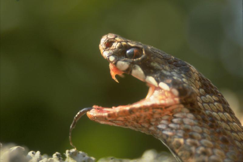 Safari Europa - Hugorm | Det Danske Filminstitut