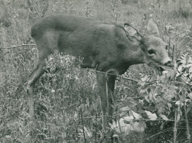 Skoven | Det Danske Filminstitut
